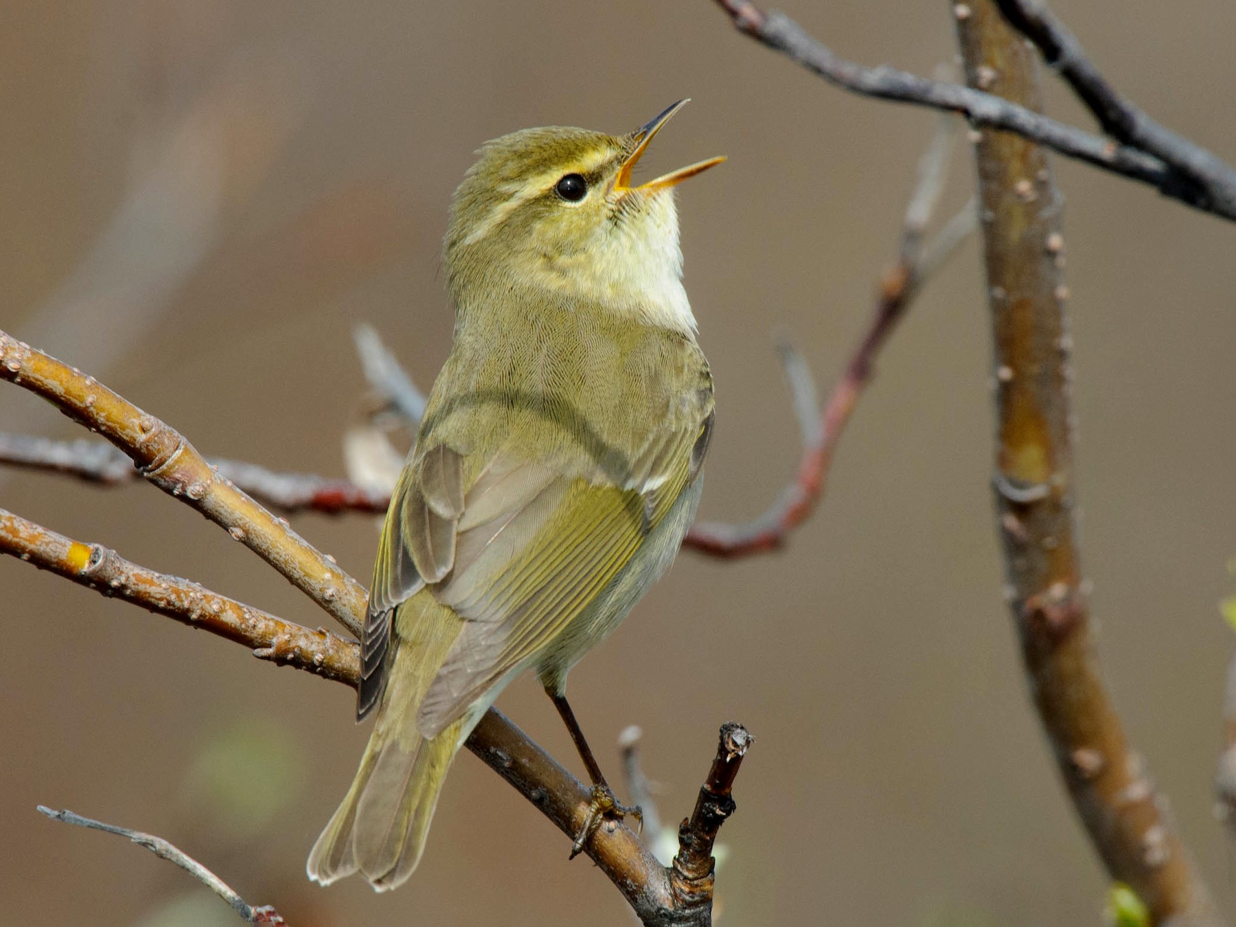 Arctic Warbler - eBird