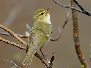 Arctic Warbler - eBird