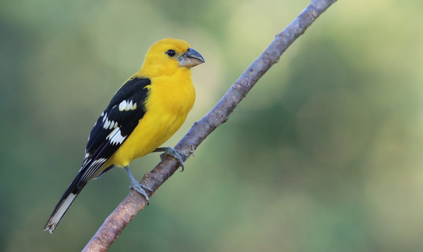 Yellow Grosbeak (Northern) - eBird