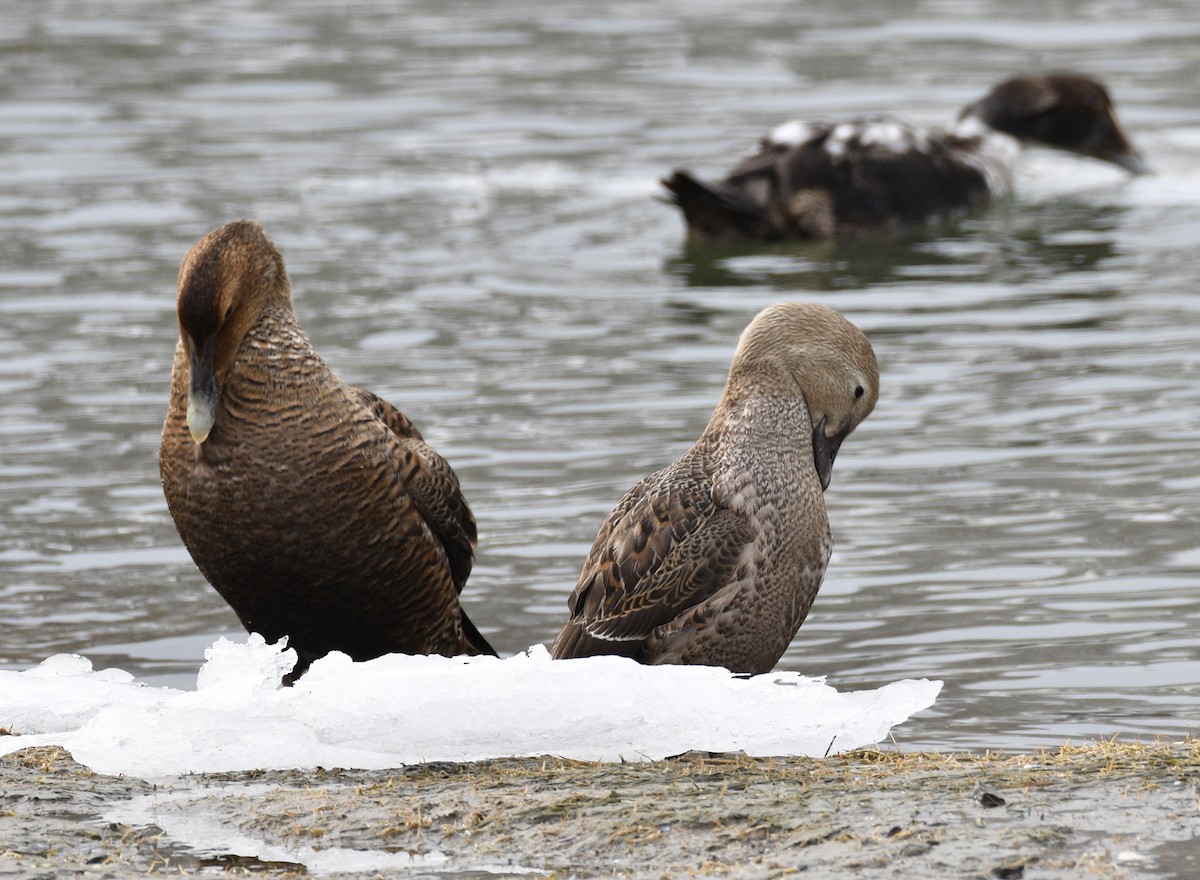 eBird Checklist - 9 Feb 2021 - Cape Cod Canal--RR Bridge - 10 species