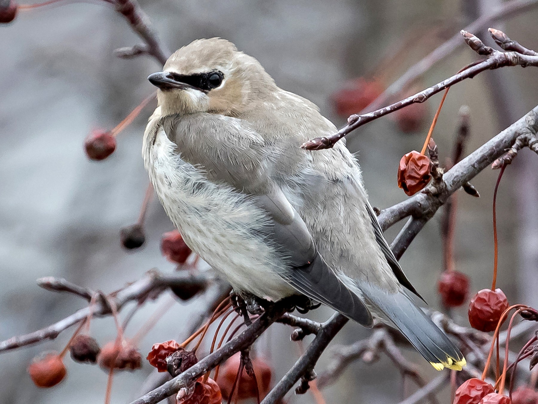 Cedar Waxwing - eBird