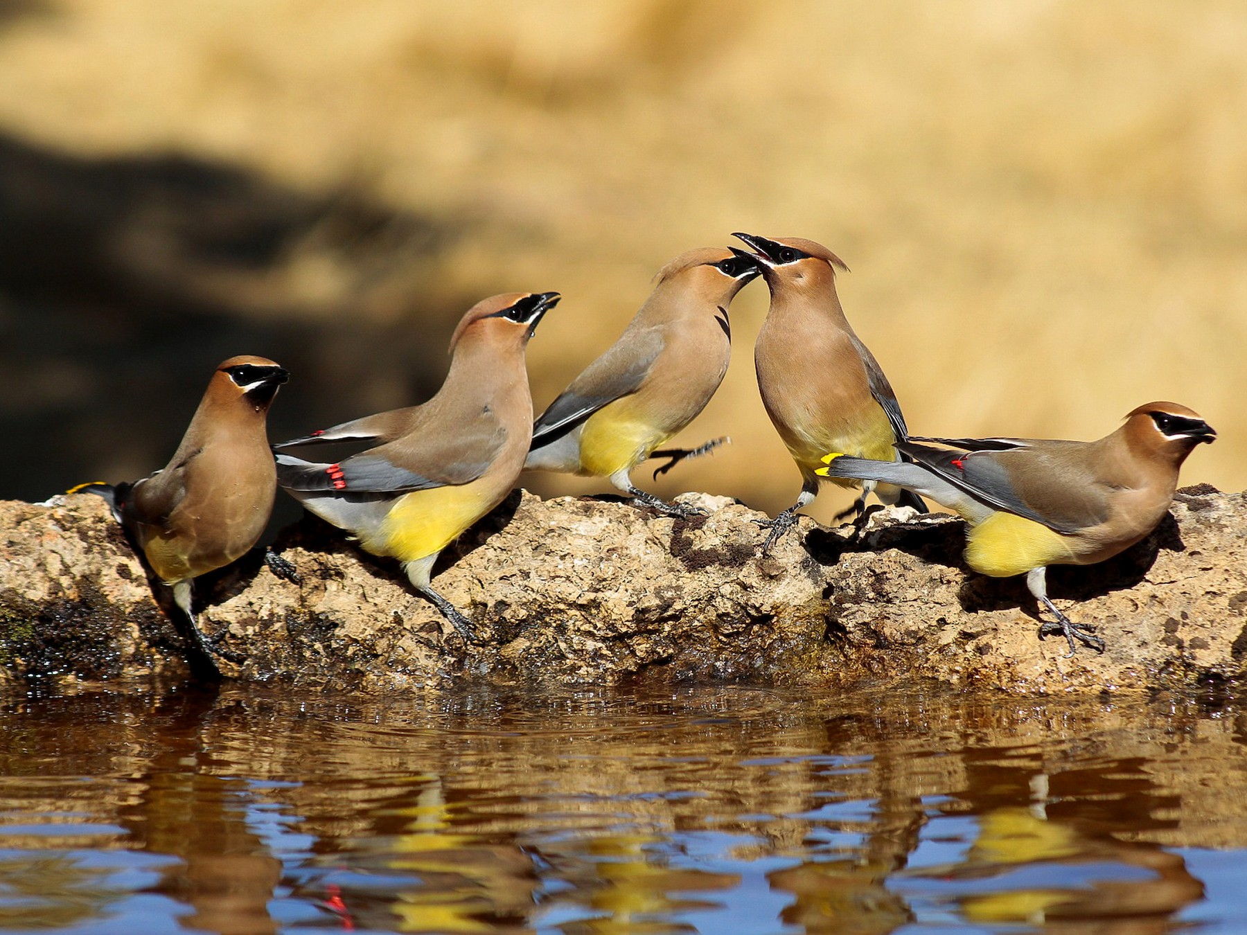 Cedar Waxwing - New York Breeding Bird Atlas