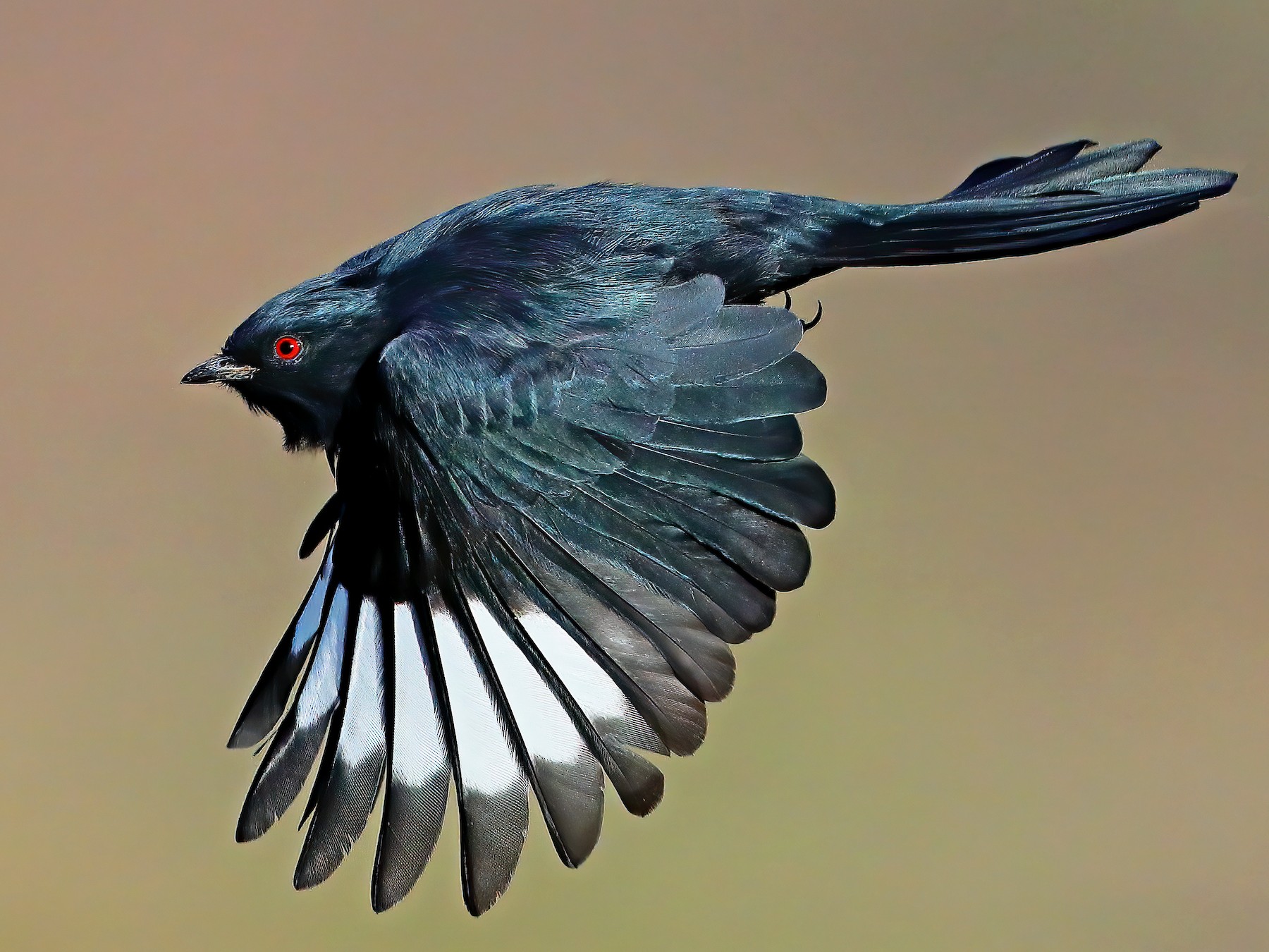 Phainopepla - eBird