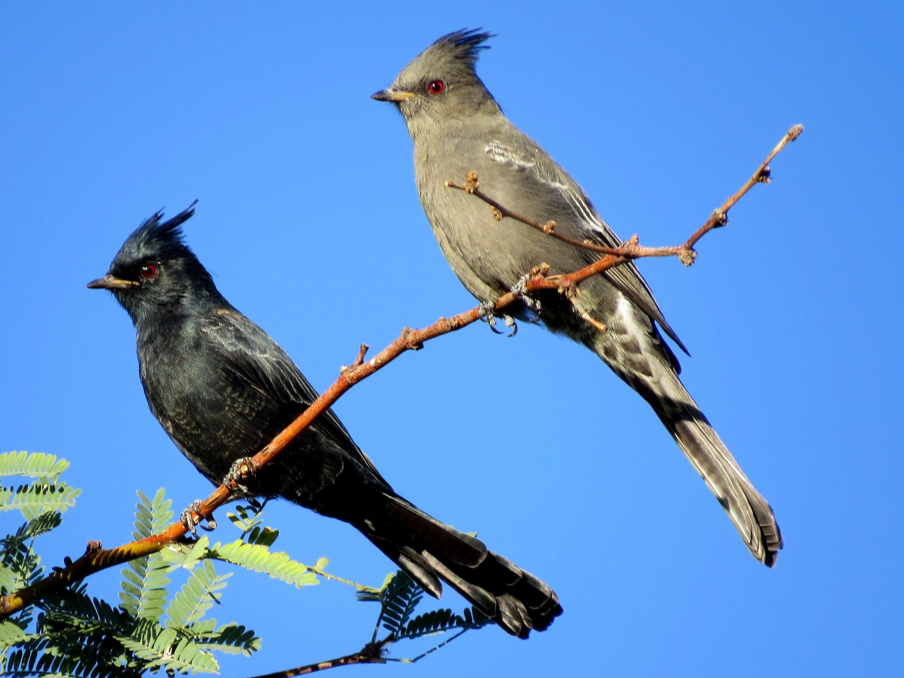 Phainopepla - eBird