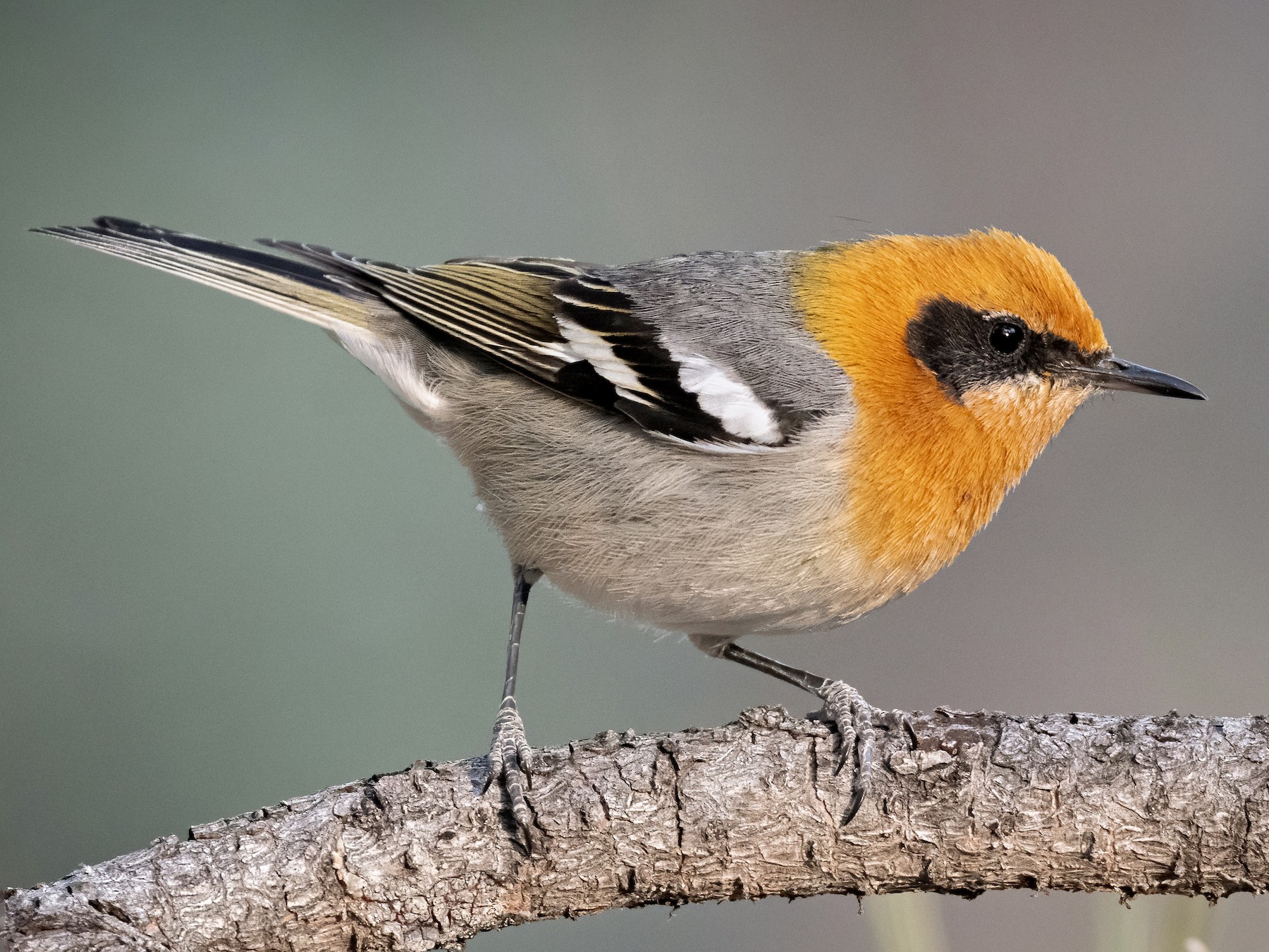 Olive Warbler - eBird