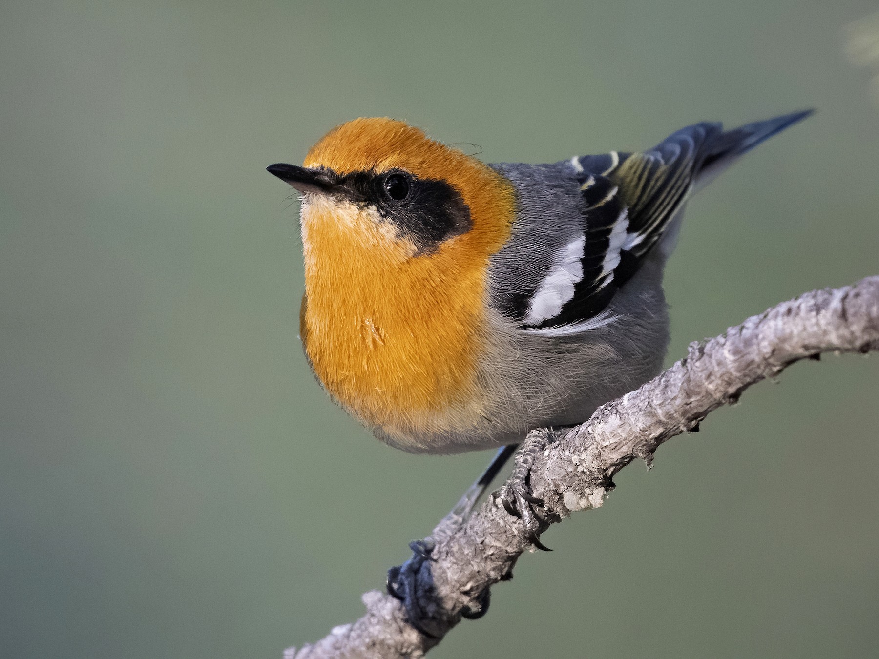 Olive Warbler - eBird