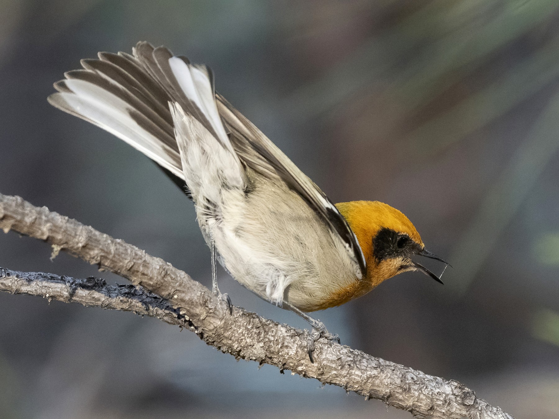 Olive Warbler - eBird