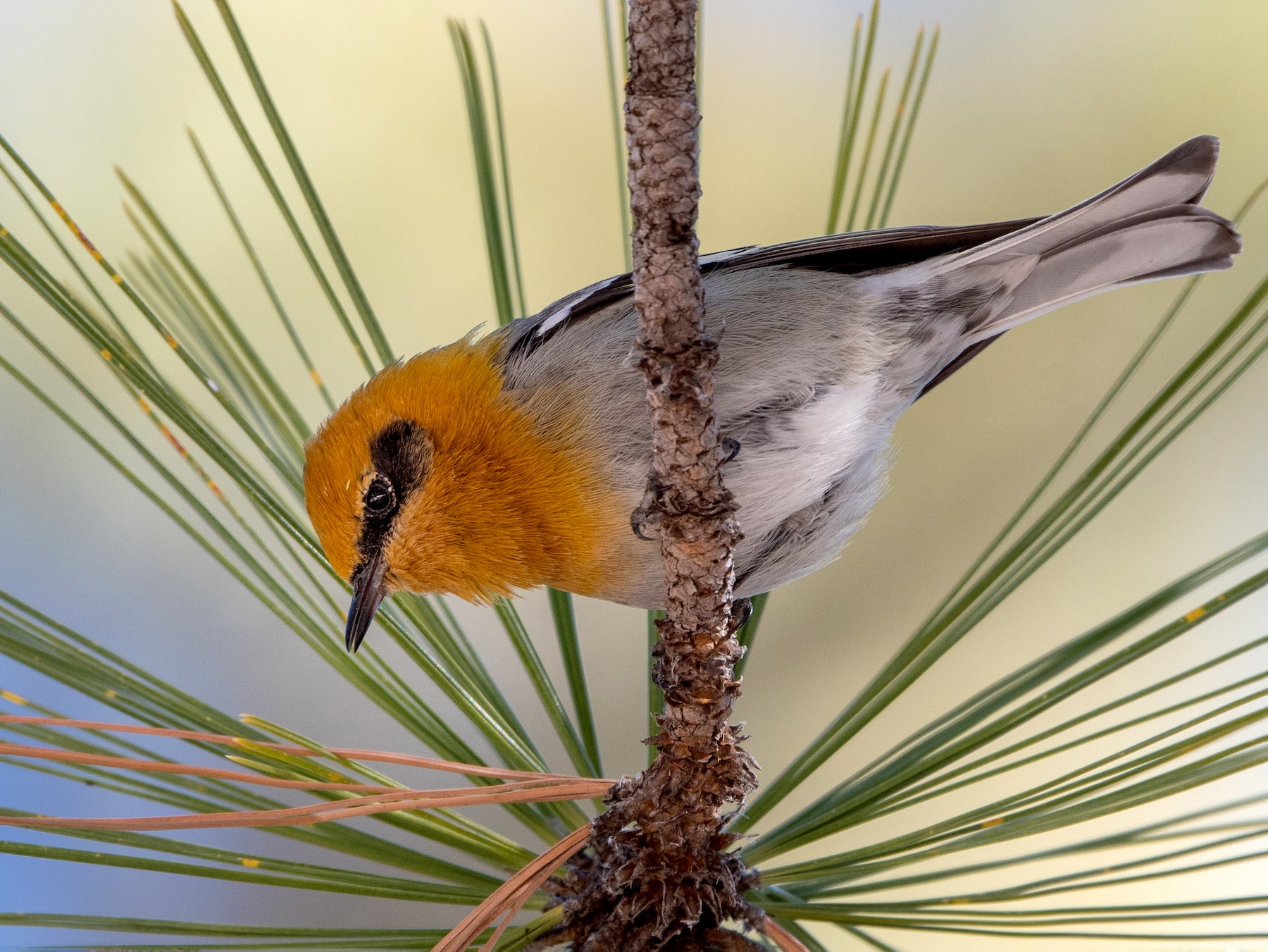 Olive Warbler - eBird