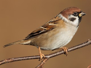 Eurasian Tree Sparrow - eBird