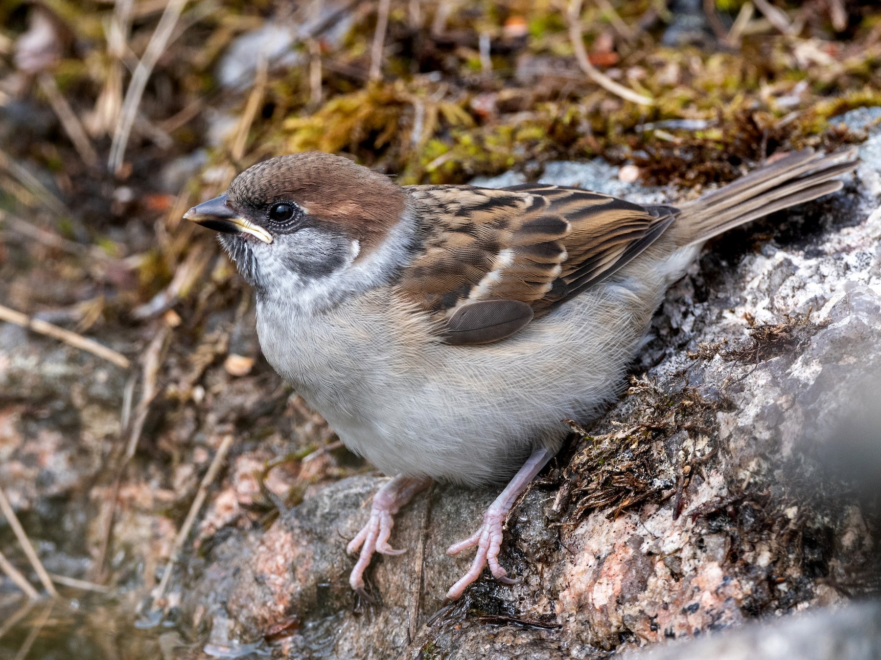 Eurasian Tree Sparrow - eBird
