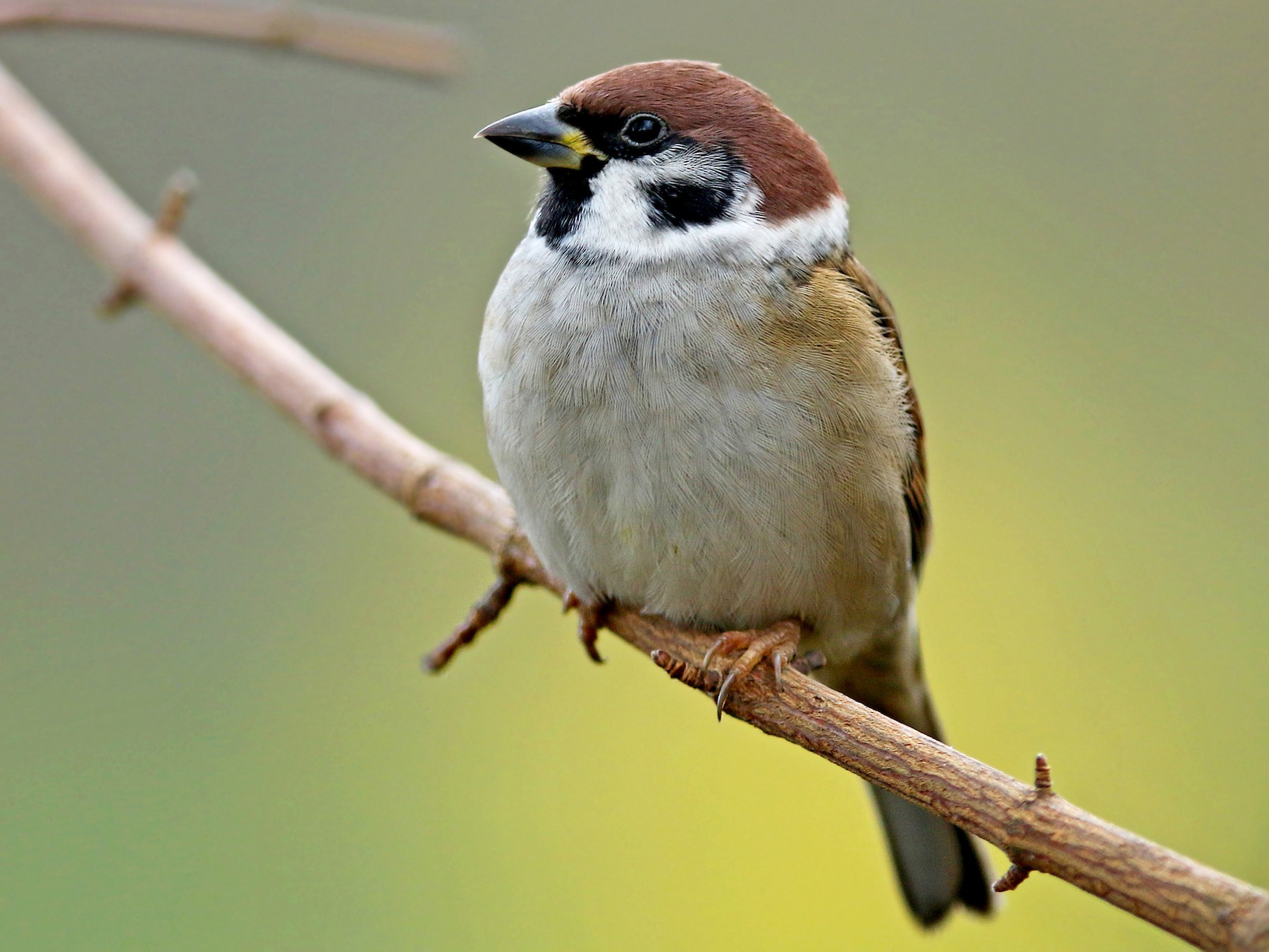 Eurasian Tree Sparrow - eBird