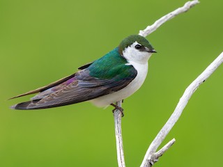 Violet-green Swallow - Tachycineta thalassina - Birds of the World