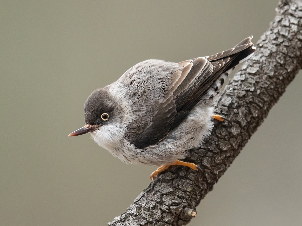 Varied Sittella - Daphoenositta chrysoptera - Birds of the World