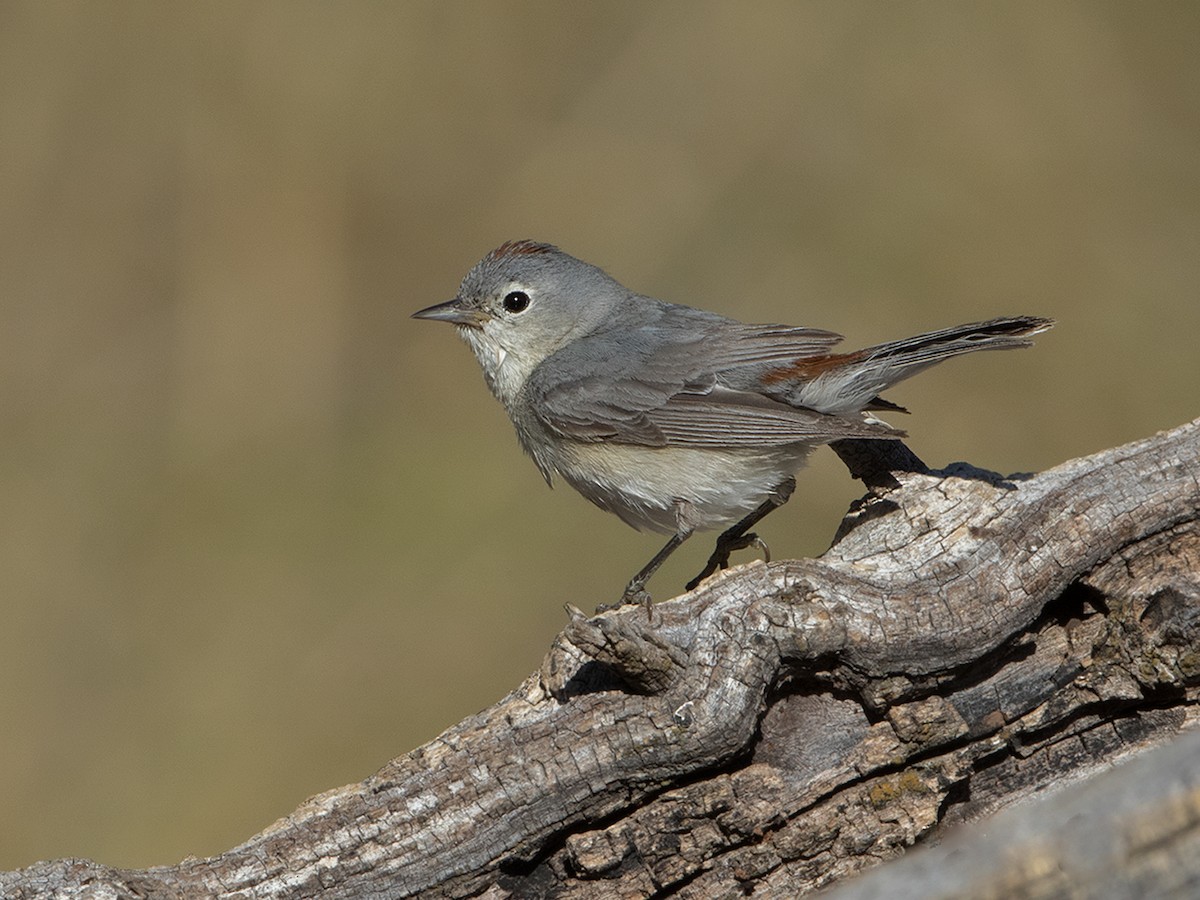 Lucy's Warbler - Leiothlypis luciae - Birds of the World