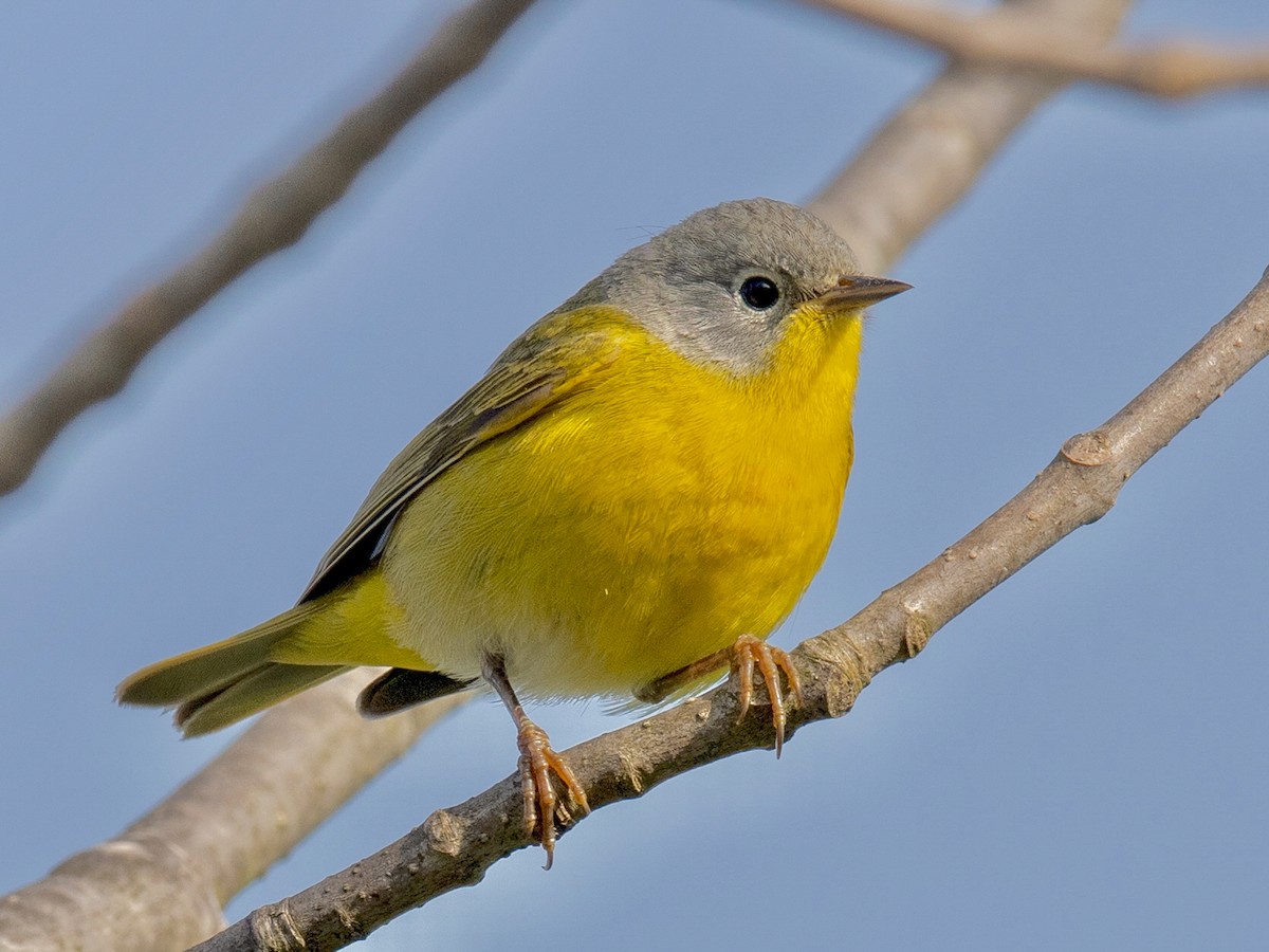 Nashville Warbler - Leiothlypis ruficapilla - Birds of the World