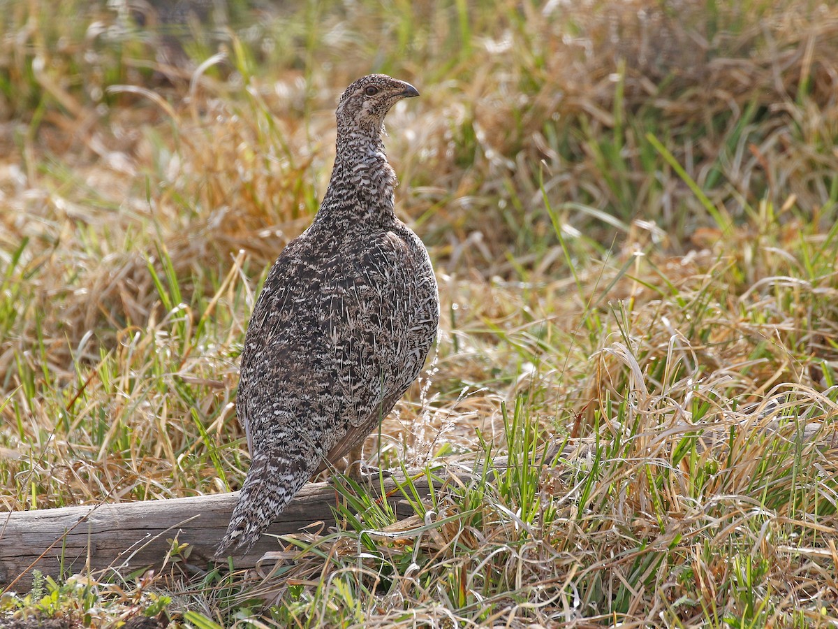 Gunnison Sage-Grouse - Centrocercus minimus - Birds of the World