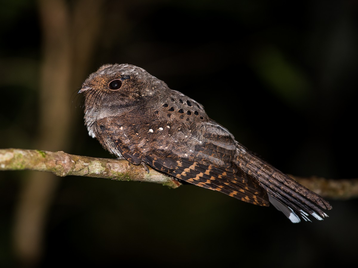 Ocellated Poorwill - Nyctiphrynus ocellatus - Birds of the World