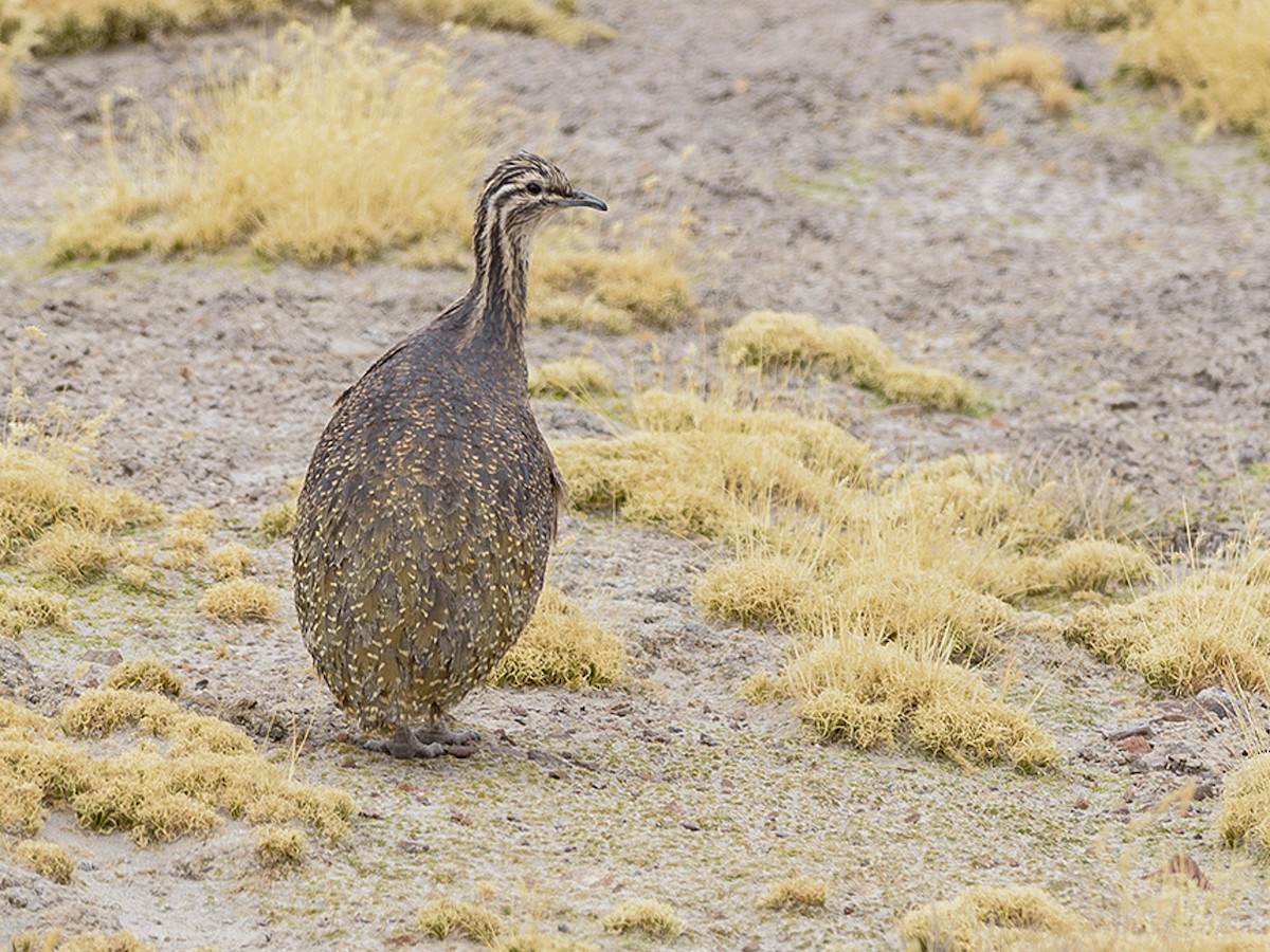 Puna Tinamou - Tinamotis pentlandii - Birds of the World