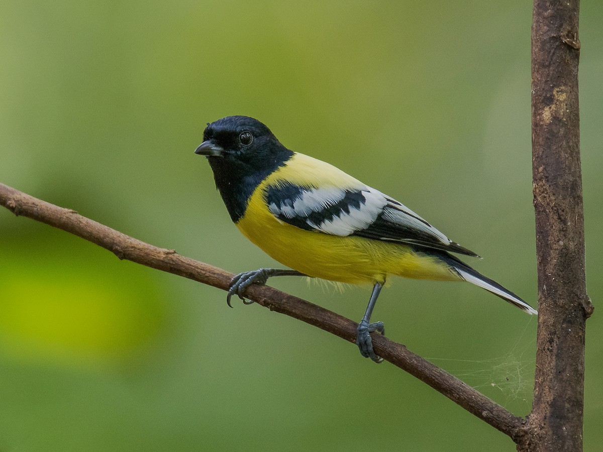 Palawan Tit - Periparus amabilis - Birds of the World