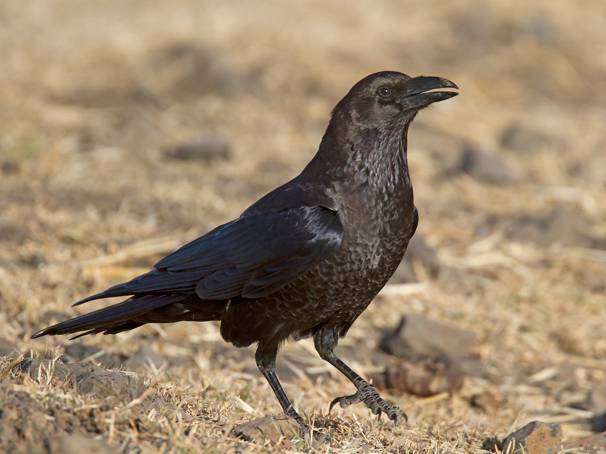 Somali Crow - Corvus edithae - Birds of the World