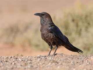Brown-necked Raven - Corvus ruficollis - Birds of the World