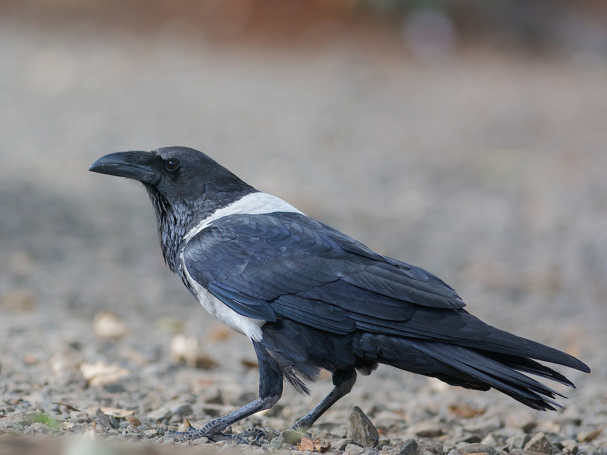 Pied Crow - Corvus albus - Birds of the World