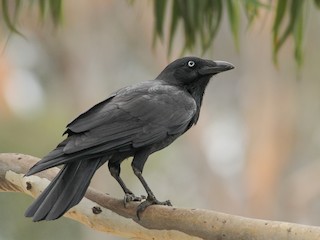Little Raven - Corvus mellori - Birds of the World