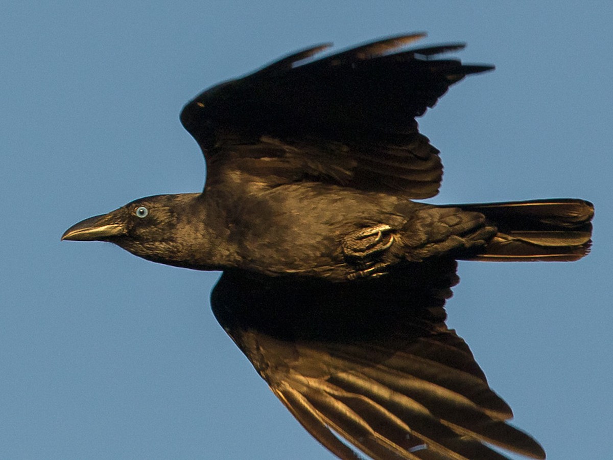 Bismarck Crow - Corvus insularis - Birds of the World