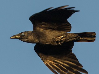 Bismarck Crow - Corvus insularis - Birds of the World