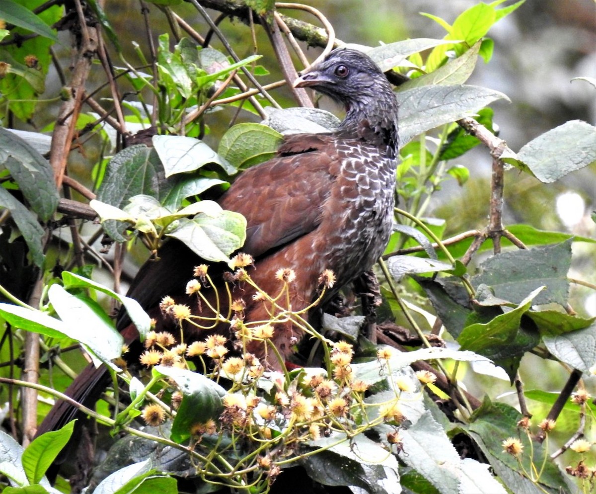 eBird Checklist - 16 Jan 2021 - Reserva Ecológica Río Blanco - 45 species