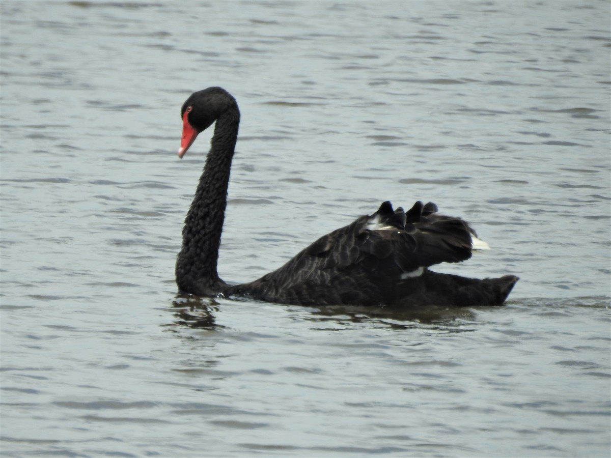 eBird Checklist - 10 Feb 2021 - James Road Pond, Dunmore - 14 species