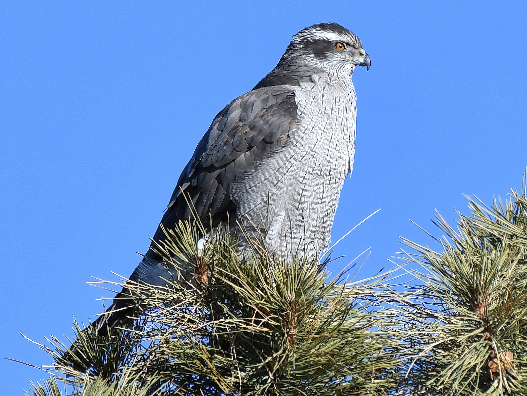 American Goshawk - eBird
