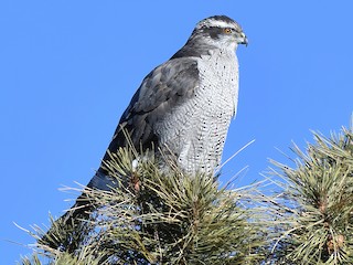 American Goshawk - eBird
