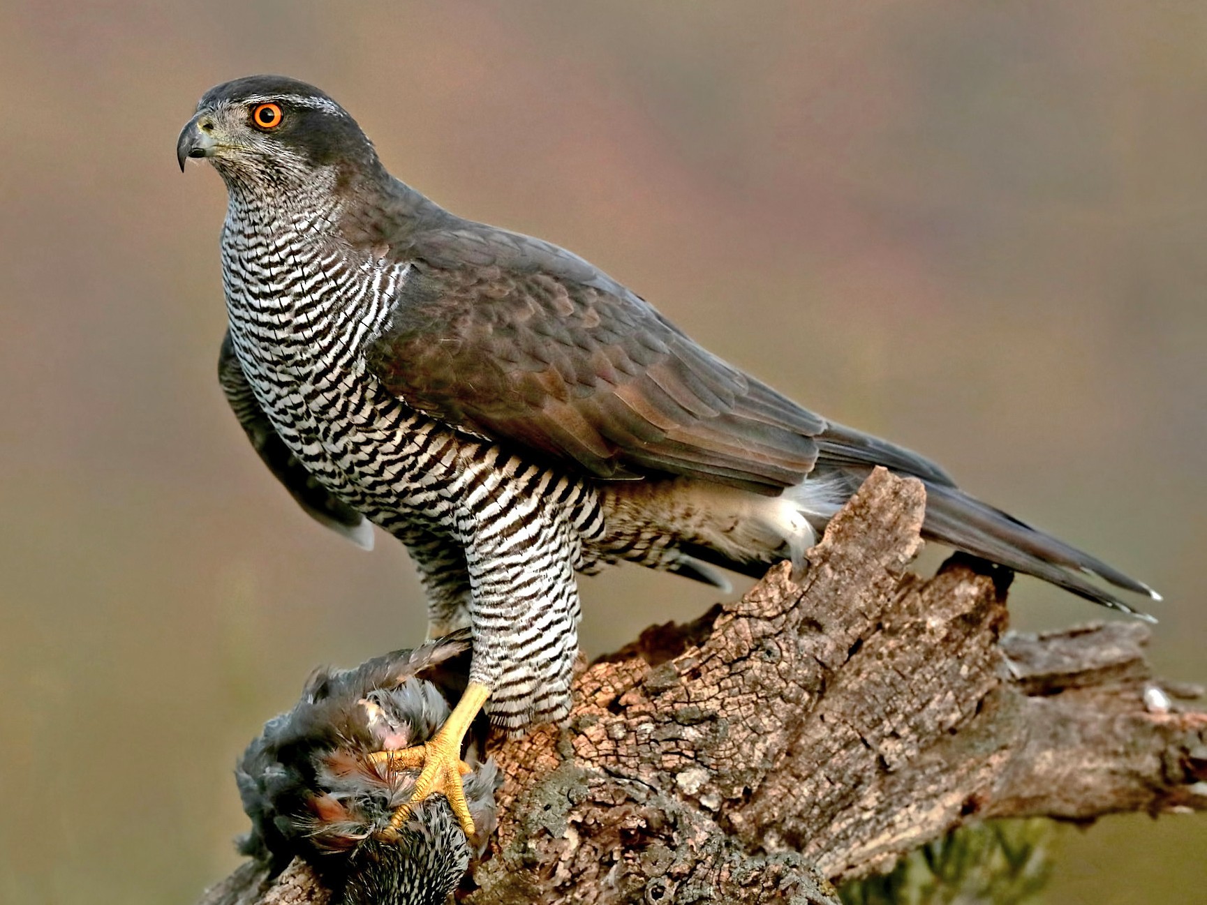 Northern Goshawk - eBird