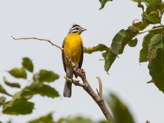 Brown-rumped Bunting - Emberiza affinis - Birds of the World