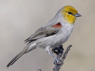 Verdin - eBird
