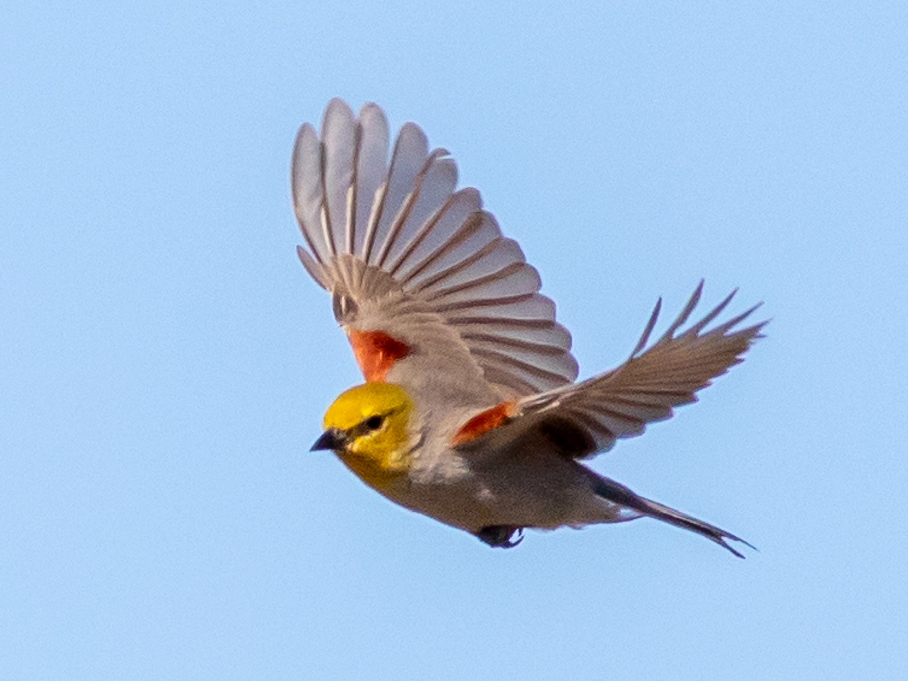 Verdin - eBird