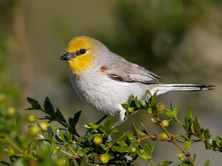Verdin - eBird