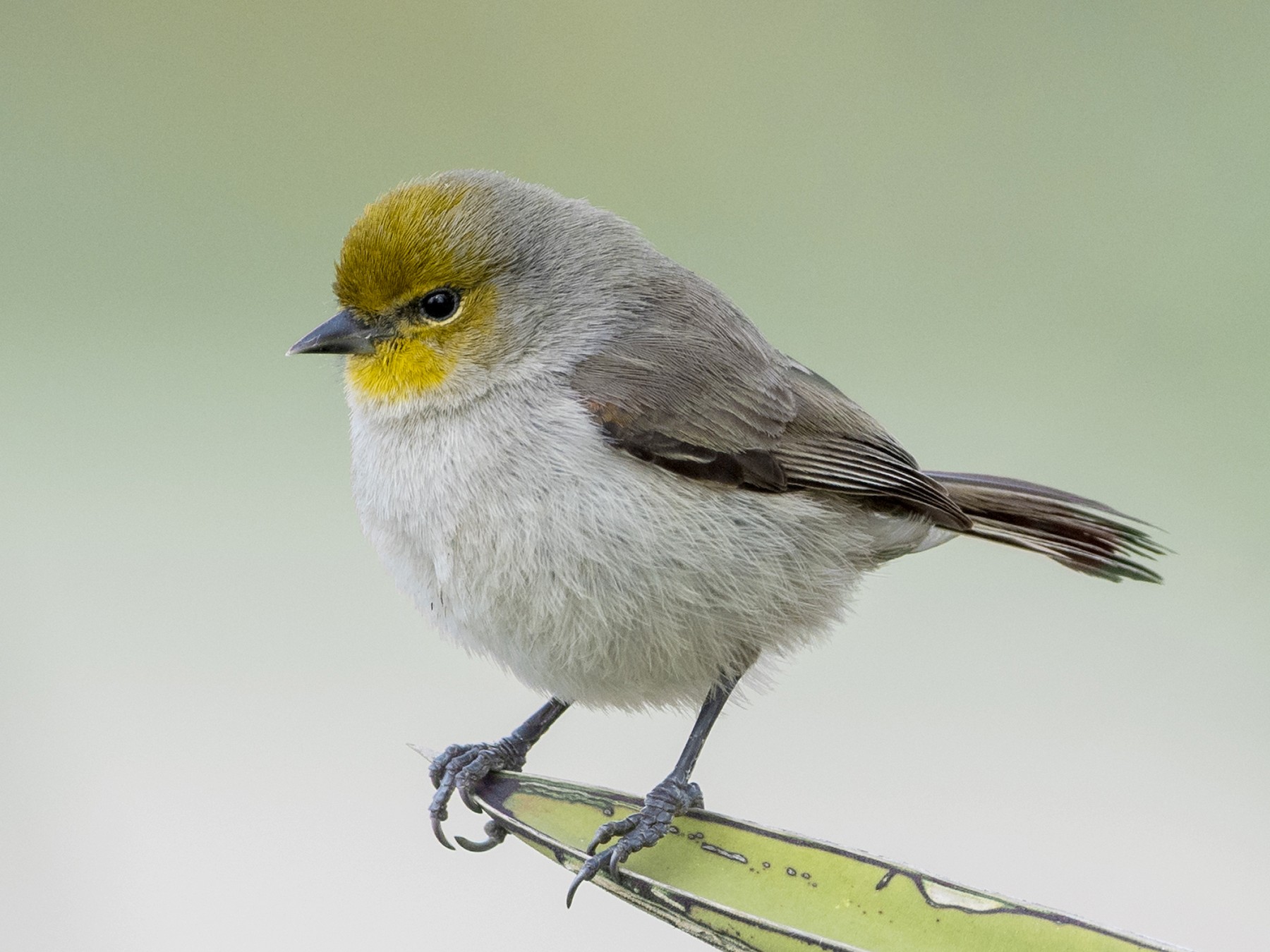 Verdin - eBird