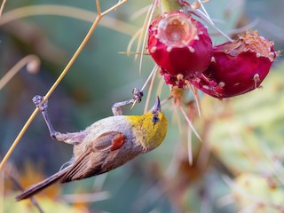 Verdin - eBird
