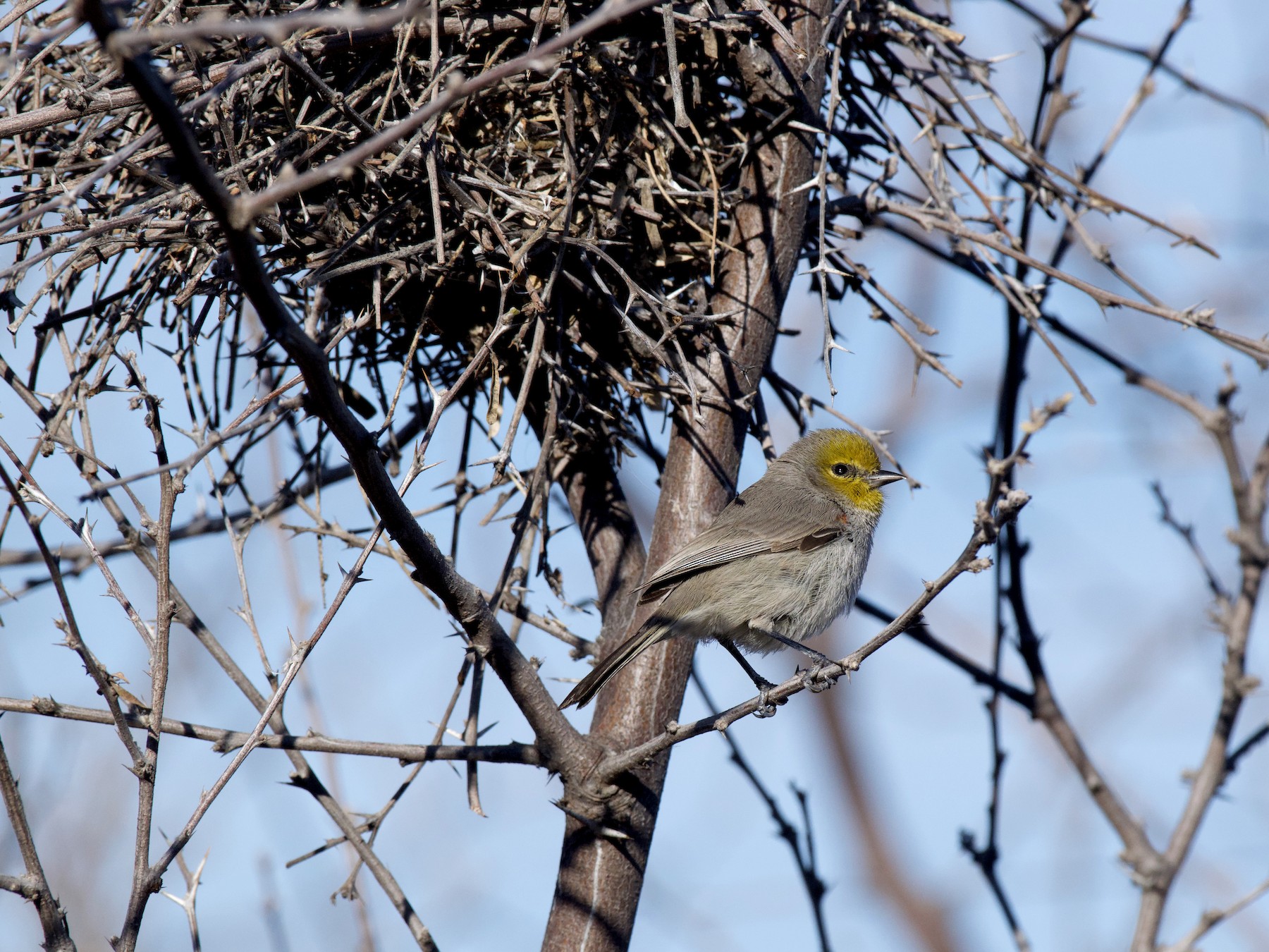 Verdin - eBird