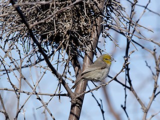 Verdin - eBird