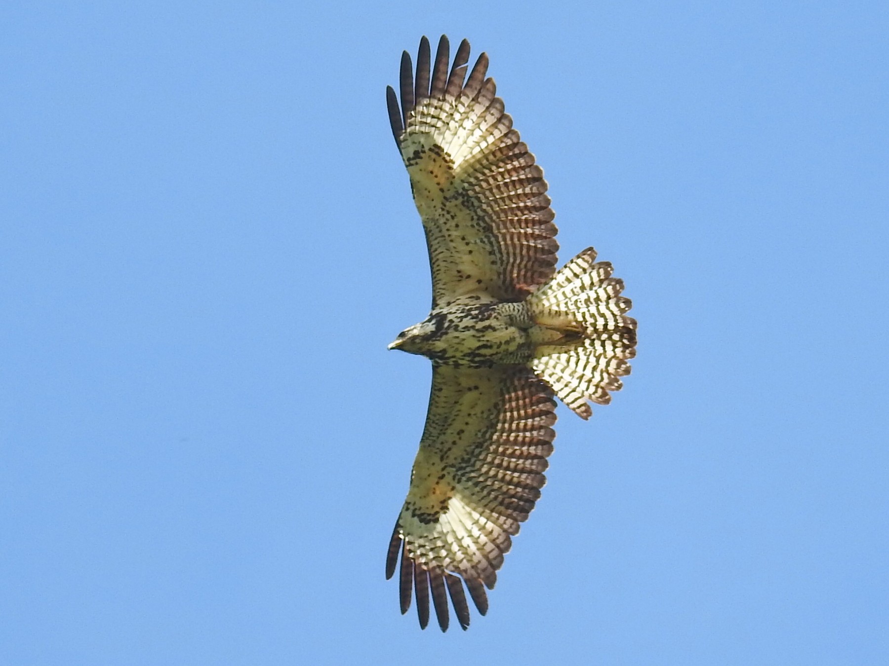 Common Black Hawk - eBird