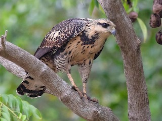 Common Black Hawk - eBird