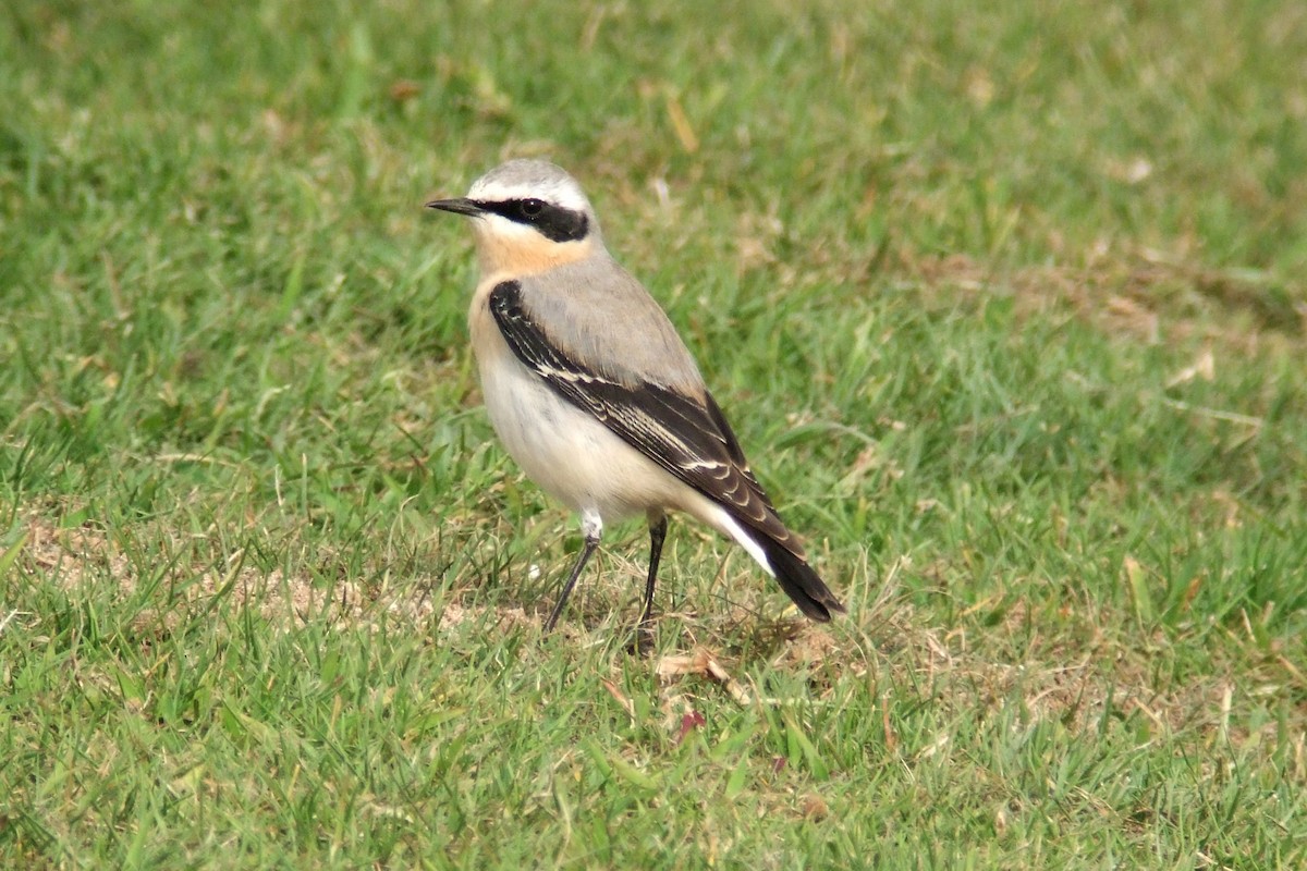 ML306082021 Northern Wheatear Macaulay Library