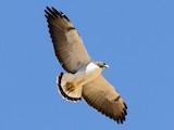 White-tailed Hawk - Range map: Pre-breeding migration - eBird Status ...