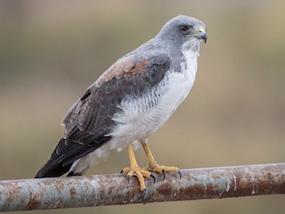White-tailed Hawk - eBird