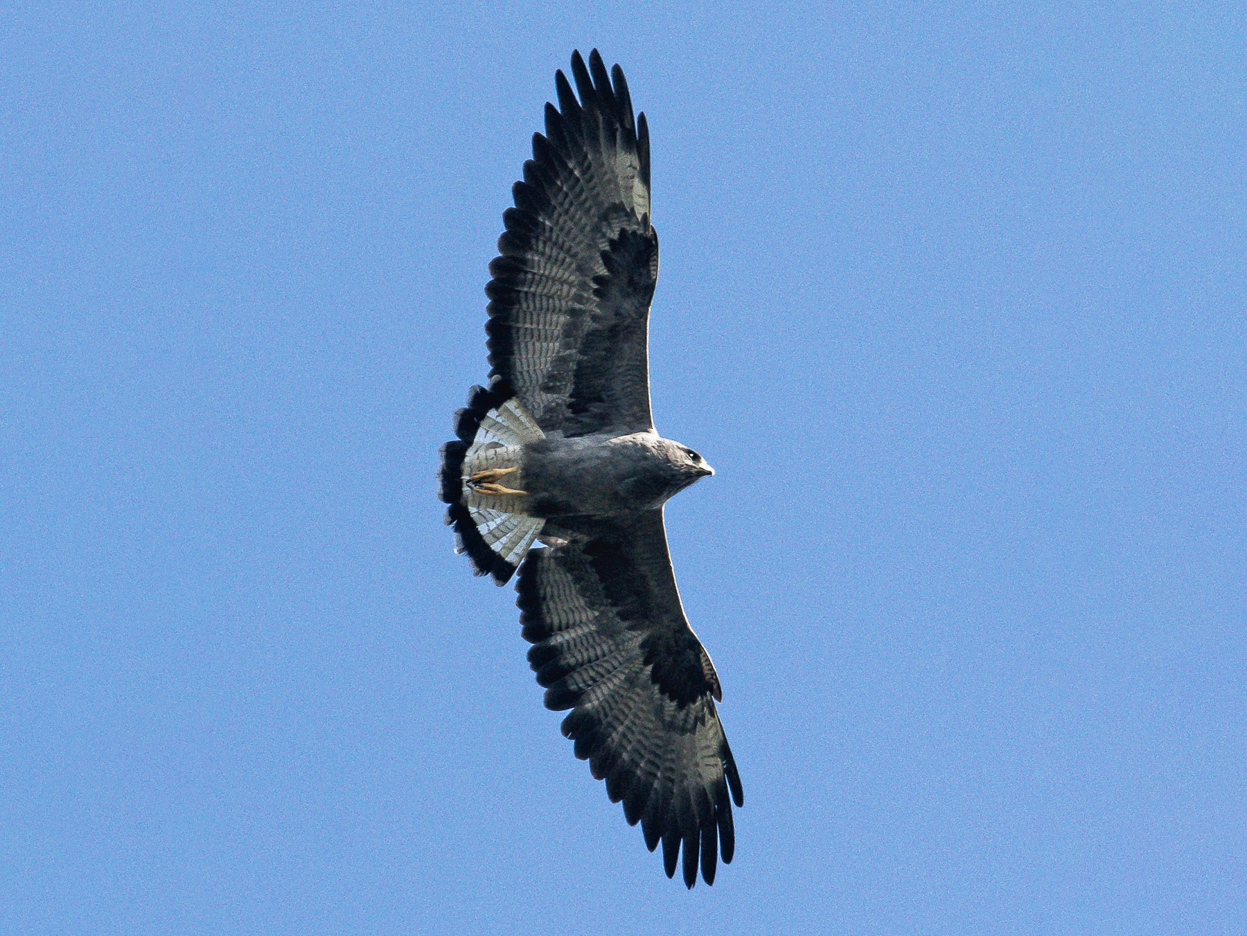 White-tailed Hawk - eBird
