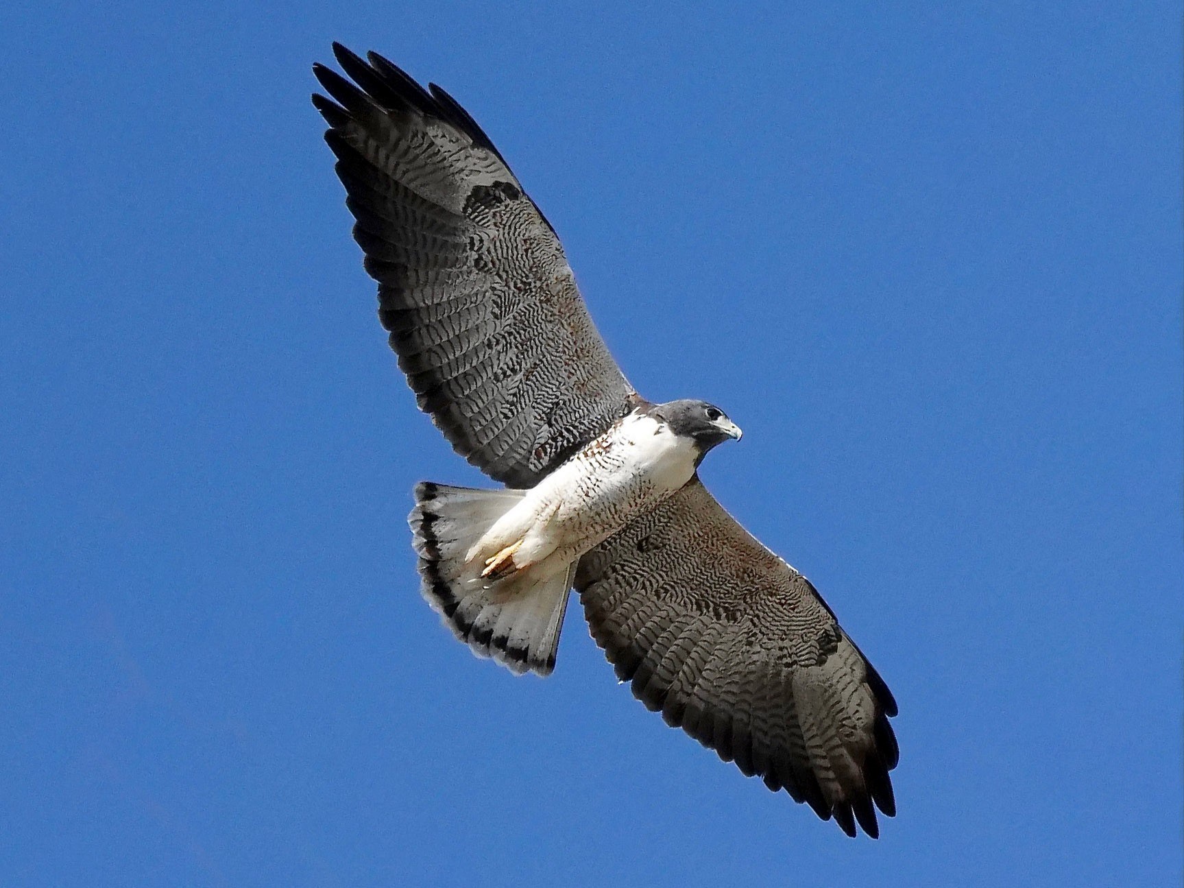 White-tailed Hawk - eBird