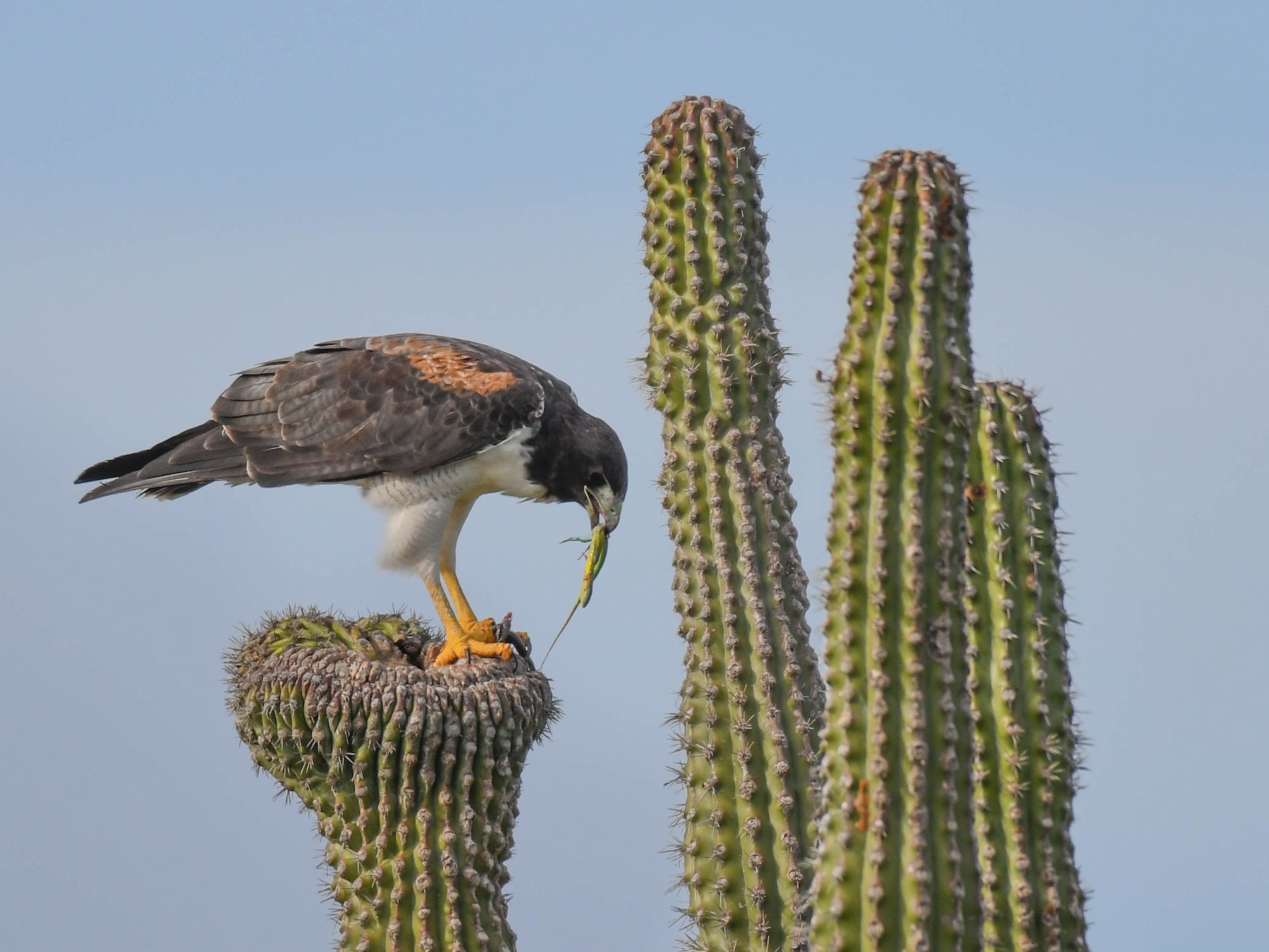 White-tailed Hawk - eBird